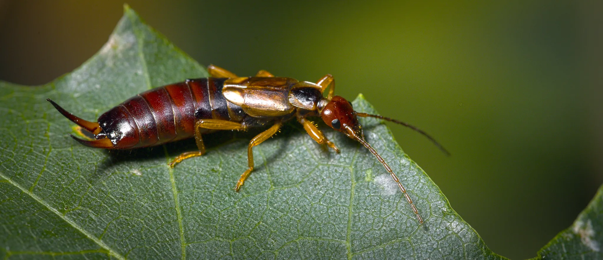 Earwig Control - Family Pest Control